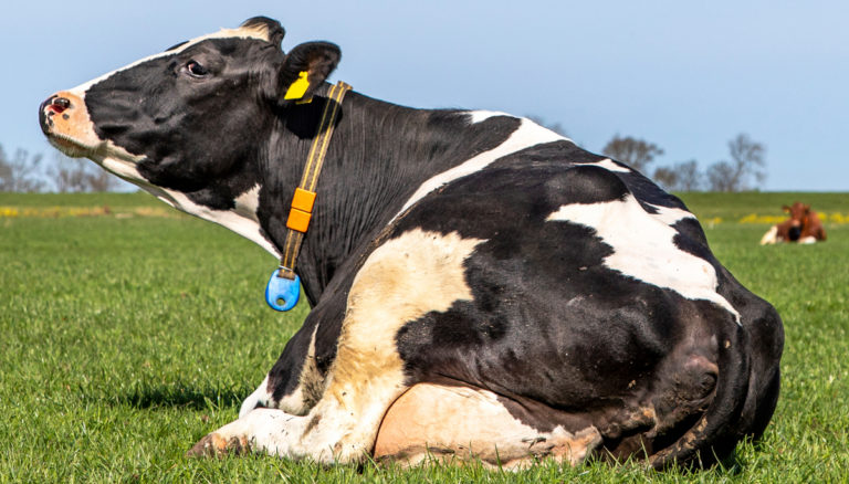 Síndrome da vaca caída: o que é e como tratar - Blog MF Leilões