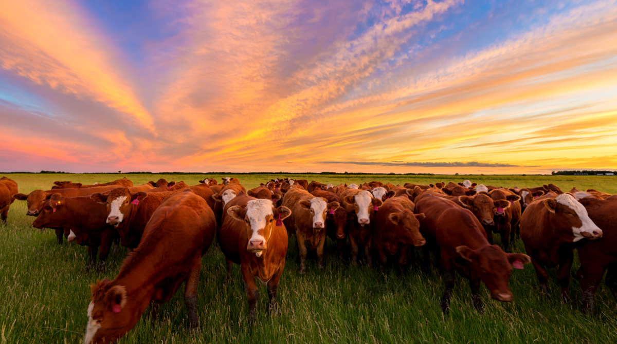Pecuária de corte: conheça os sistemas de produção e seus aspectos