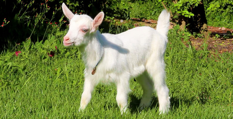 Produção de caprinos é destaque no 2° Leilão Genética Caprivama