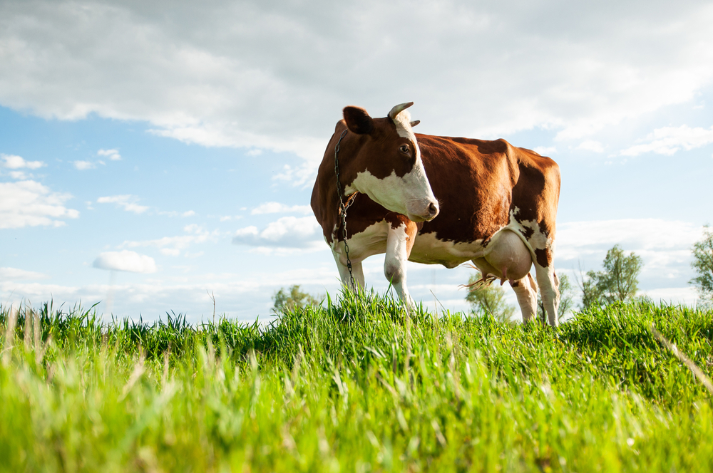 Pastagem ecológica: benefícios e como promovê-la