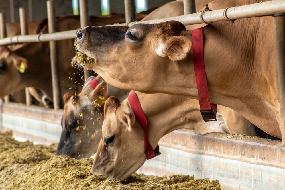 Acidose ruminal: saiba como evitar esse quadro no seu rebanho